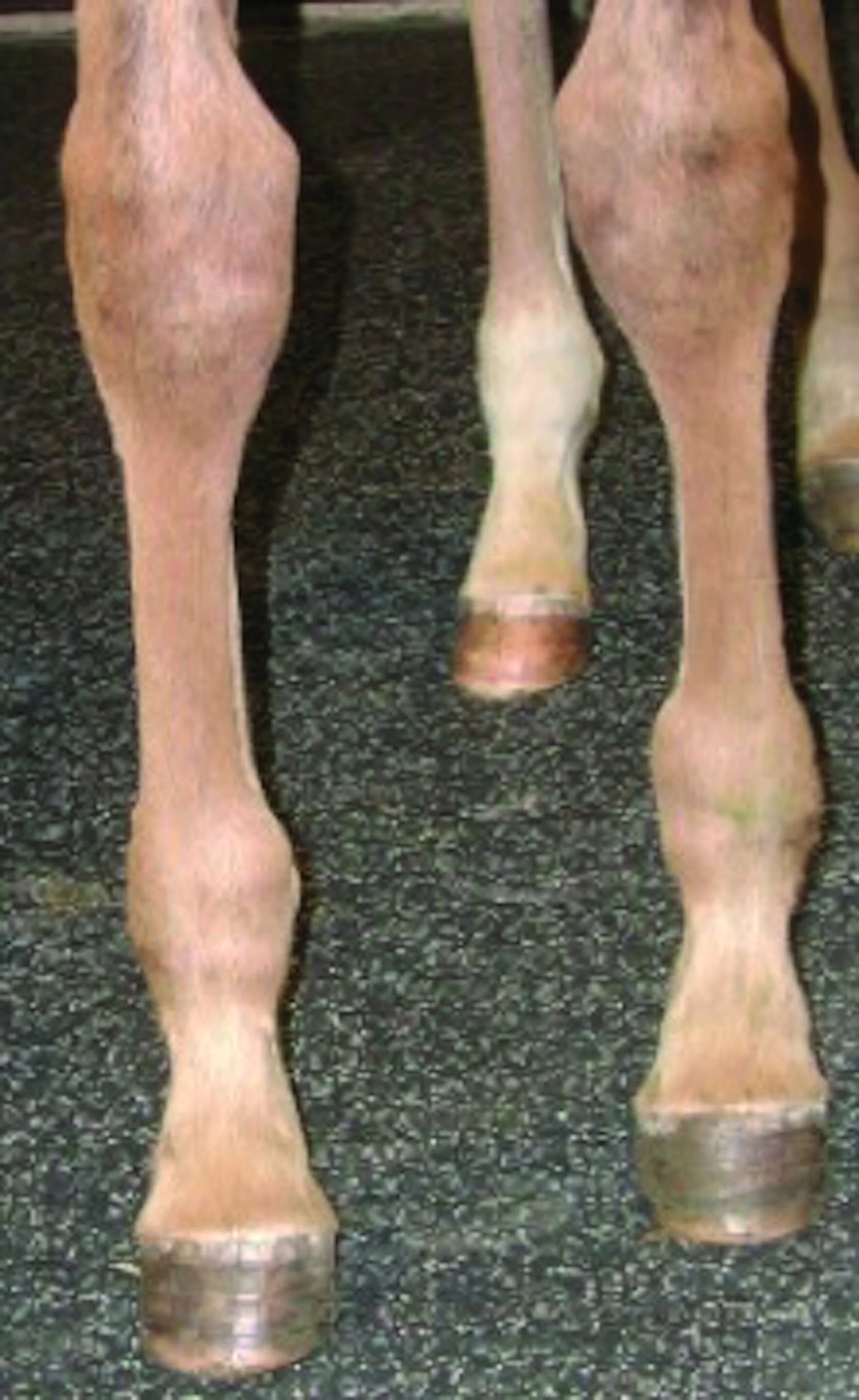 Orthopaedic problems in young Thoroughbreds | Trainer Magazine ...