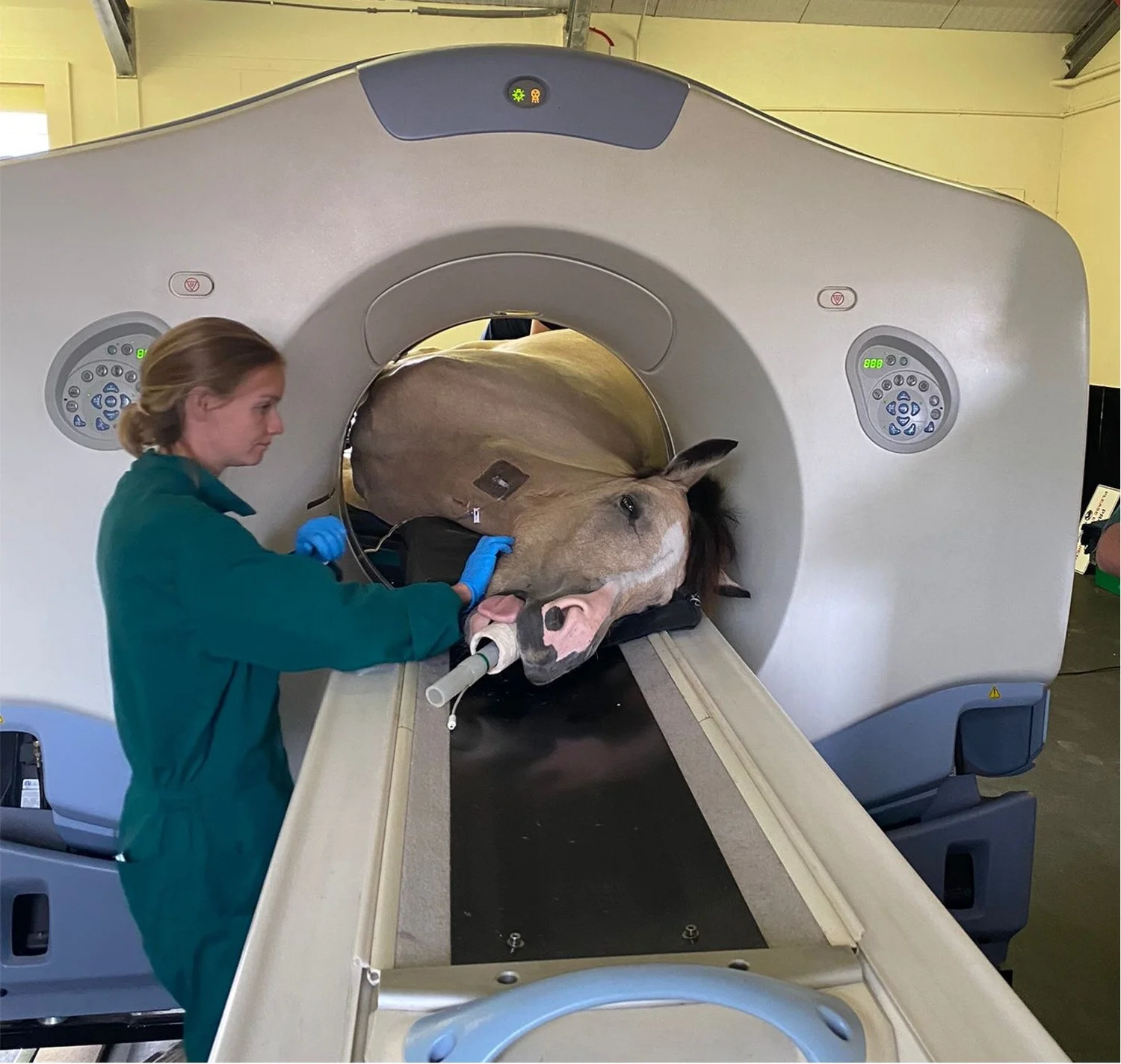 Equine Neck CT: Advancing diagnostic precision in racehorses | Trainer ...