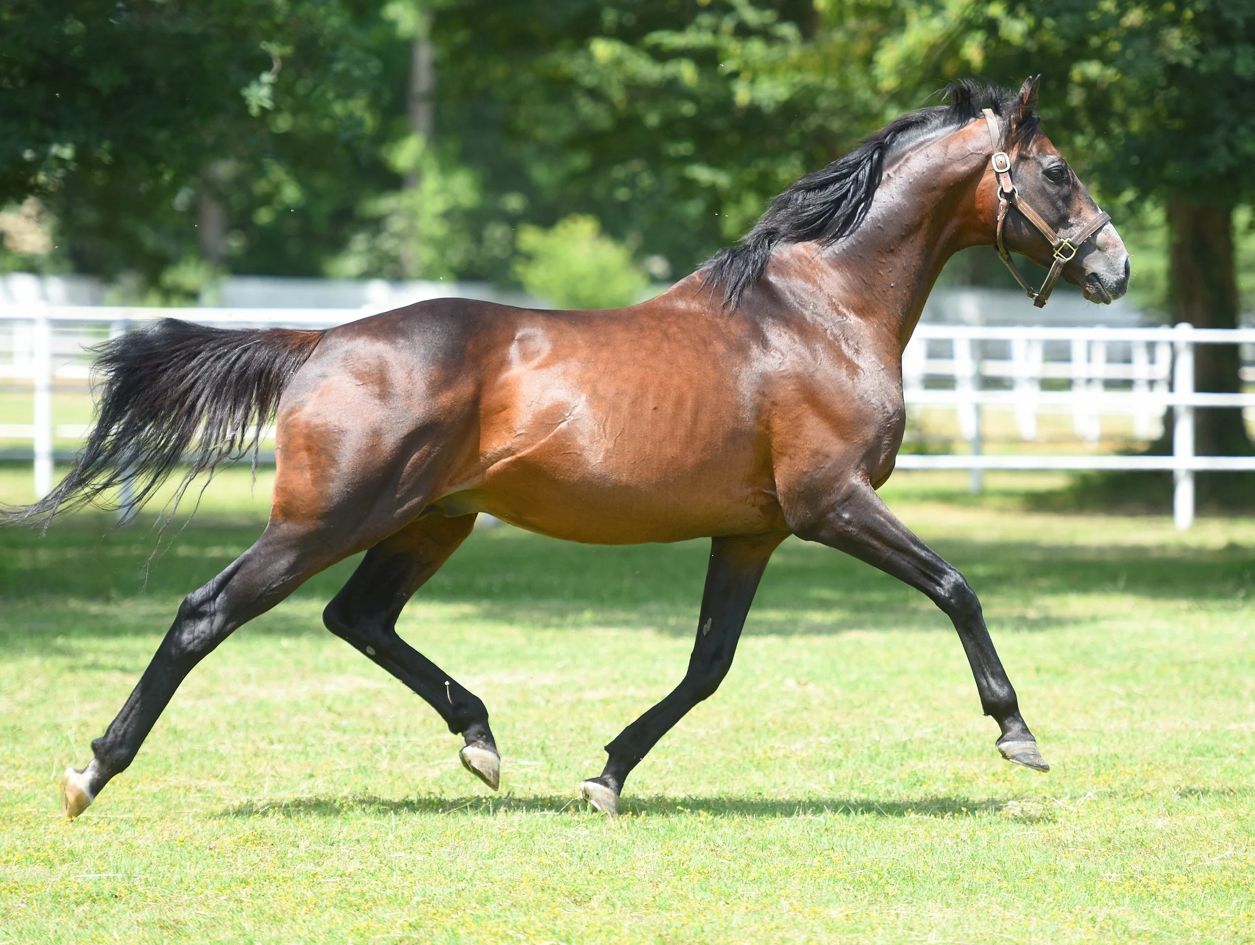 Racing and breeding in Turkey | Trainer Magazine | European Trainer ...