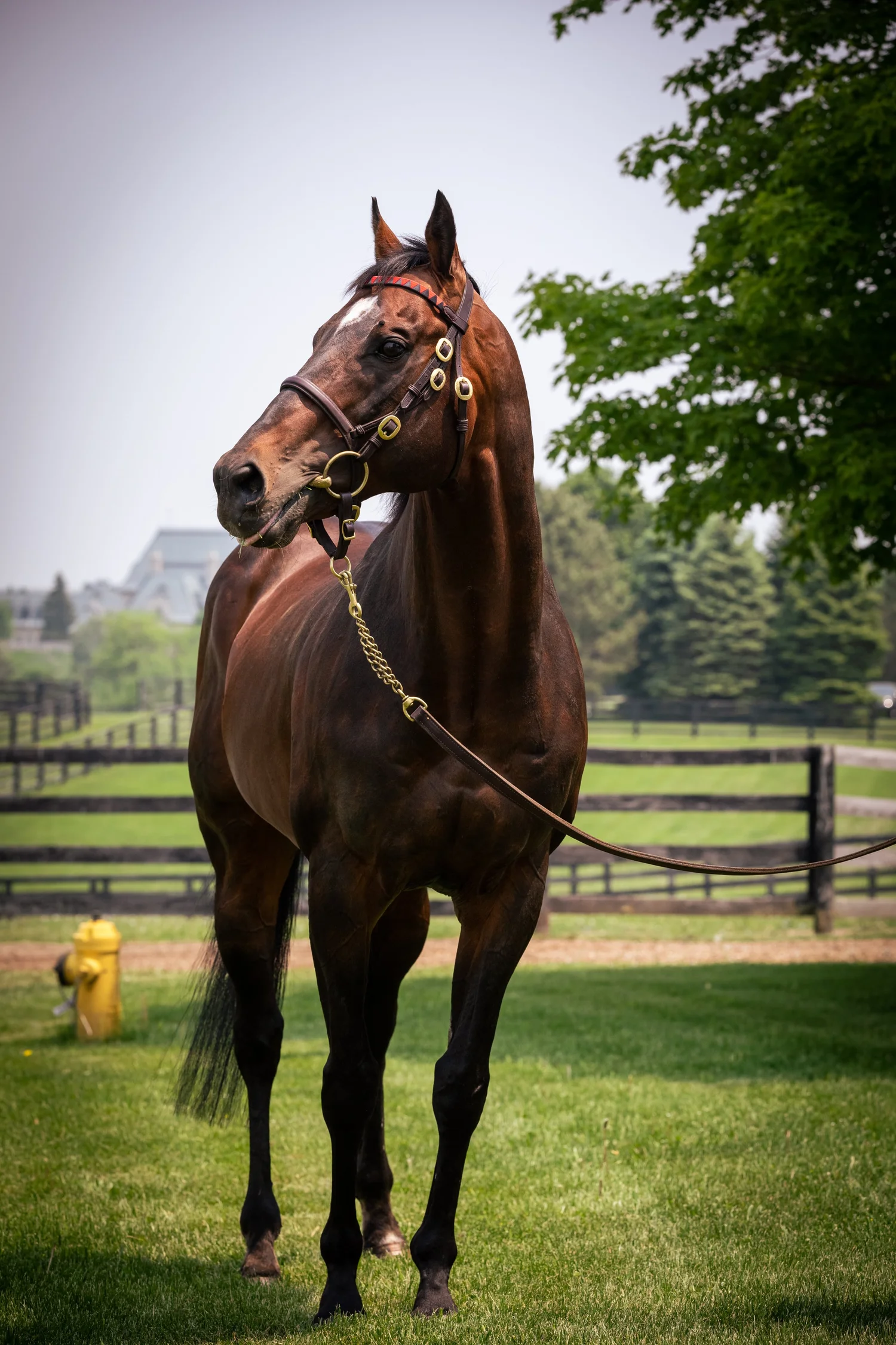 Dangers of inbreeding and the necessity to preserve sire lines in the ...