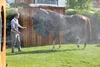 Thermoregulation in horses | Trainer Magazine | European Trainer ...