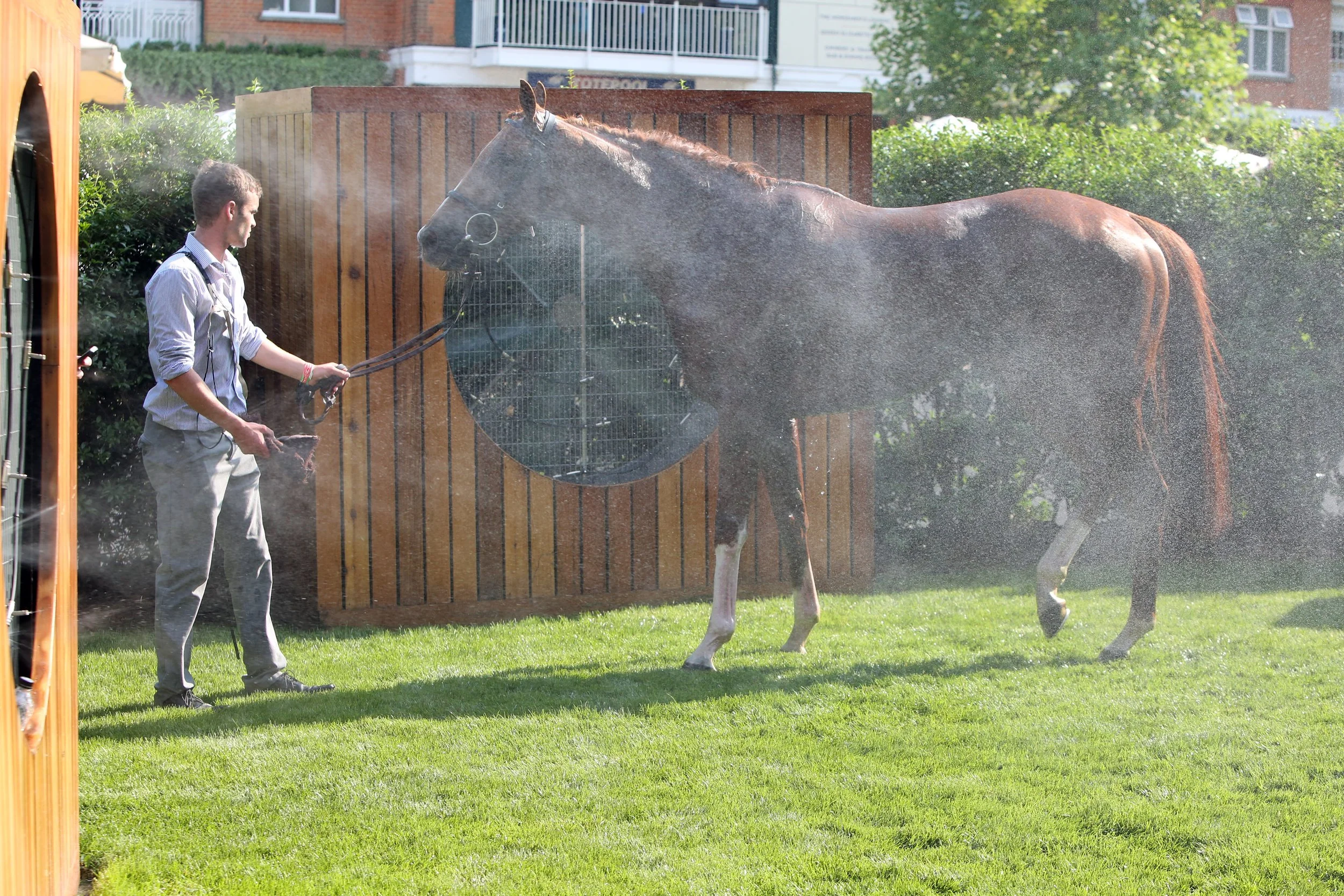 Thermoregulation in horses | Trainer Magazine | European Trainer ...