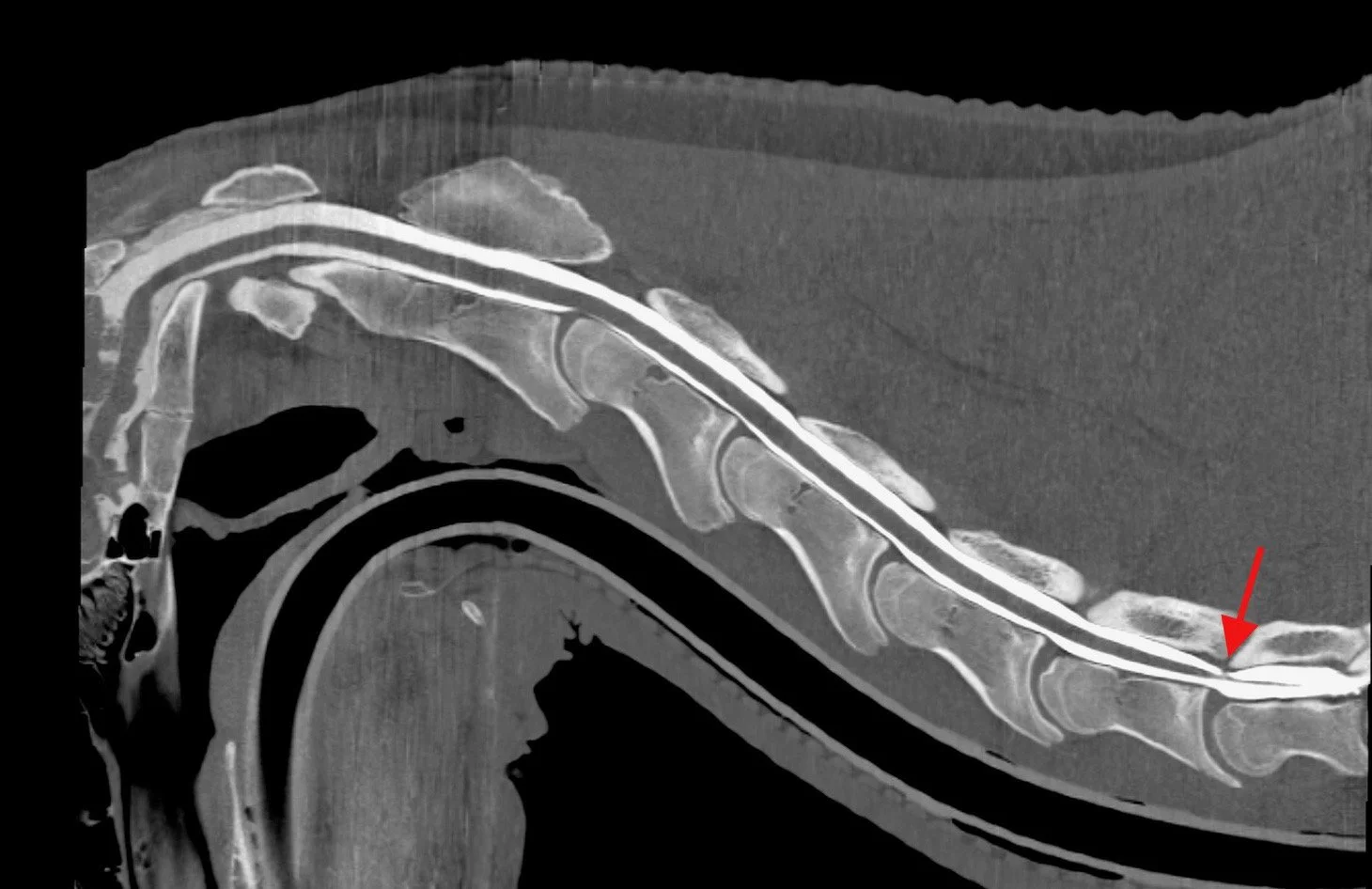 Equine Neck CT: Advancing diagnostic precision in racehorses | Trainer ...