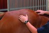 The Often Overlooked Equine Sacroiliac Joint | Trainer Magazine | North ...