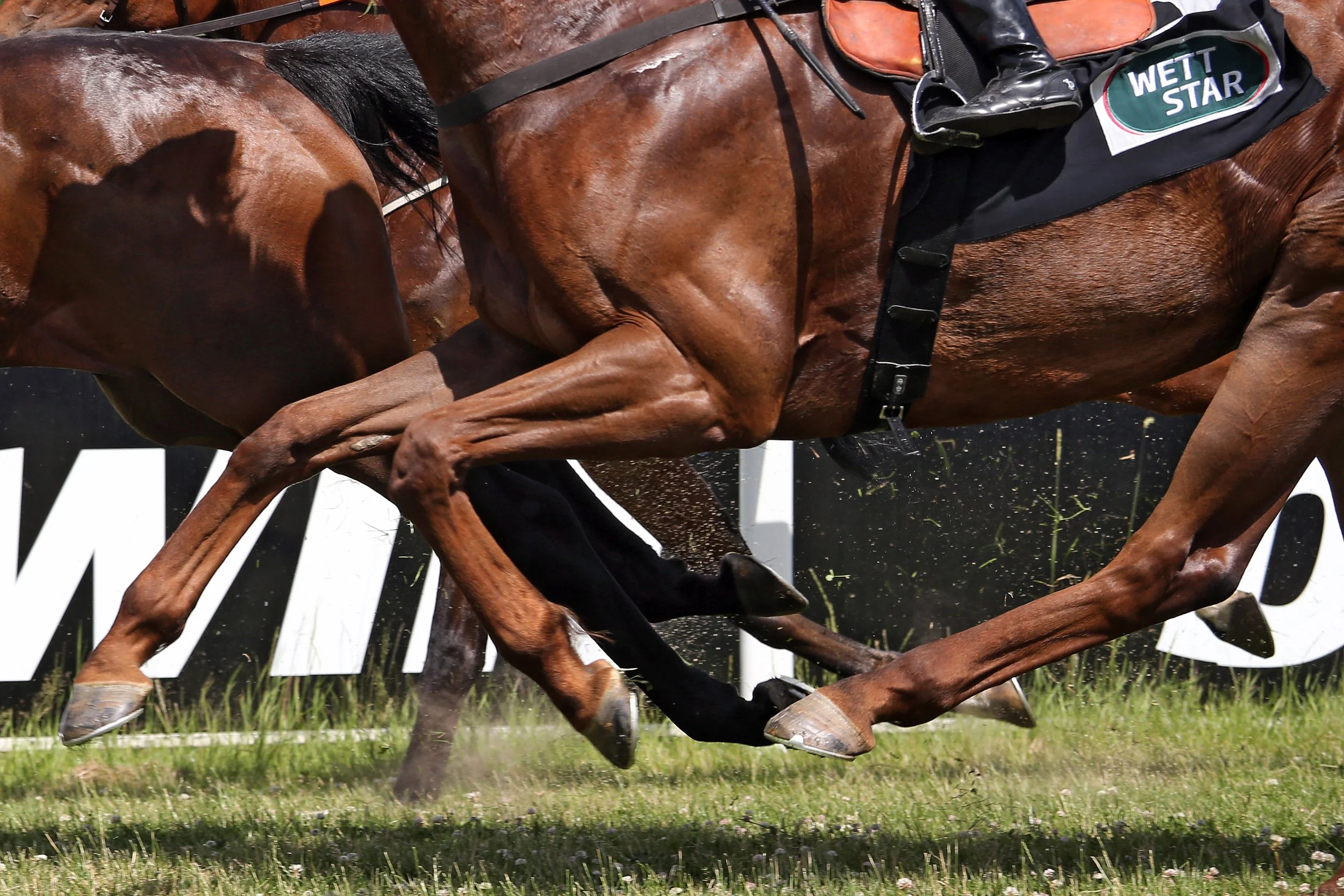 Lower limb anatomy and how it can be conditioned for racing | Trainer ...