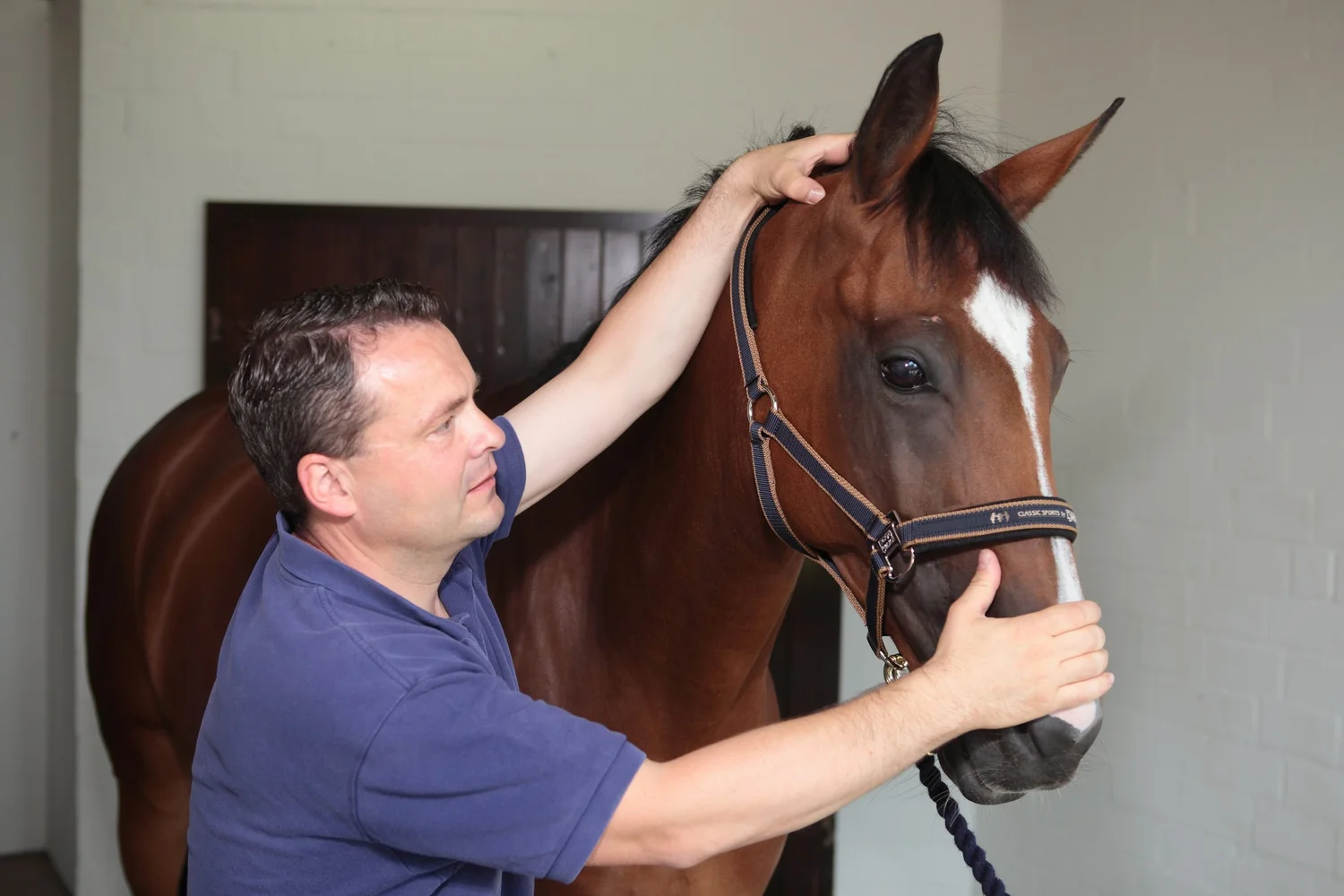 Equine Neck CT: Advancing diagnostic precision in racehorses | Trainer ...