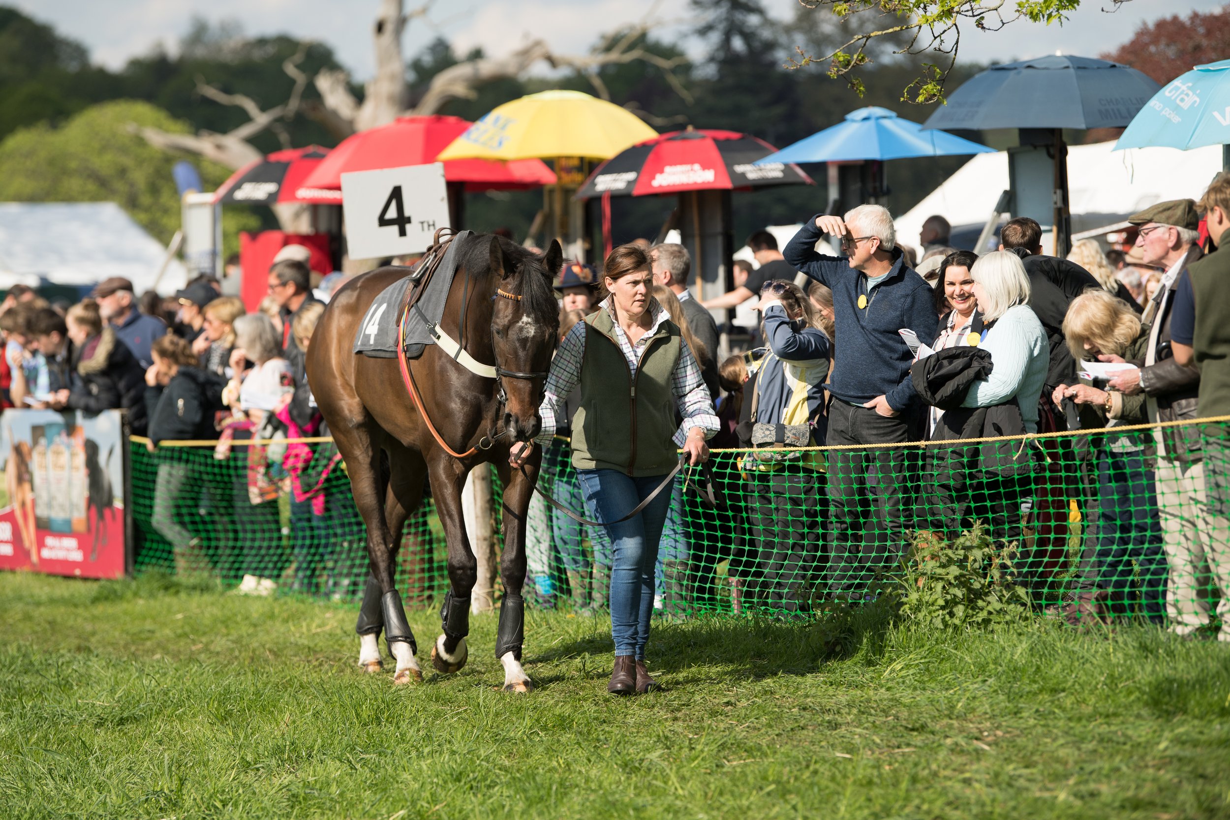 Point-to-Point racing and its role in developing jumpers | Trainer ...