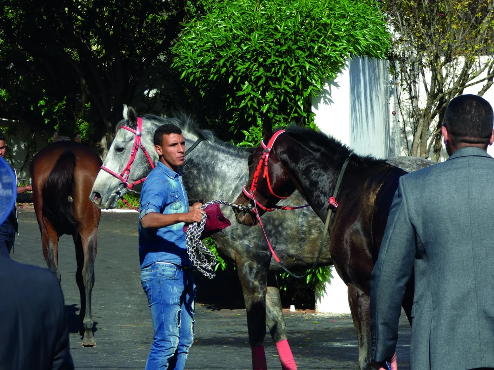 International racing returns to Morocco | Trainer Magazine | European ...