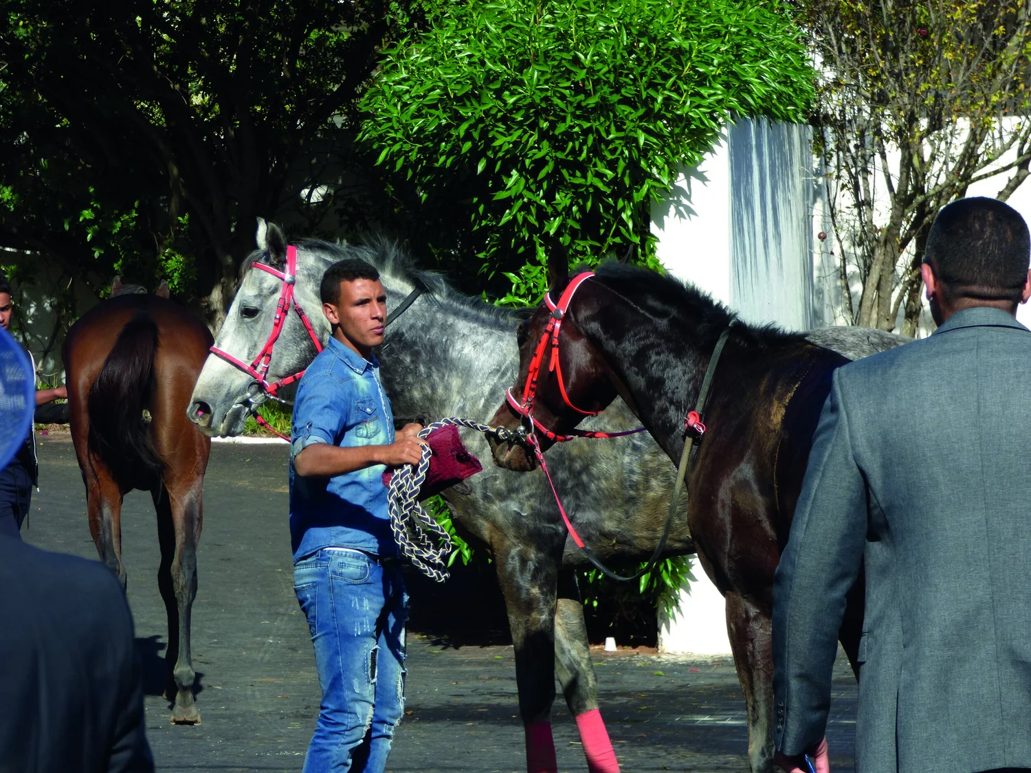 International racing returns to Morocco | Trainer Magazine | European ...