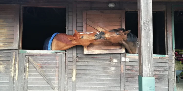 Understanding and treating depression in horses | Trainer Magazine ...