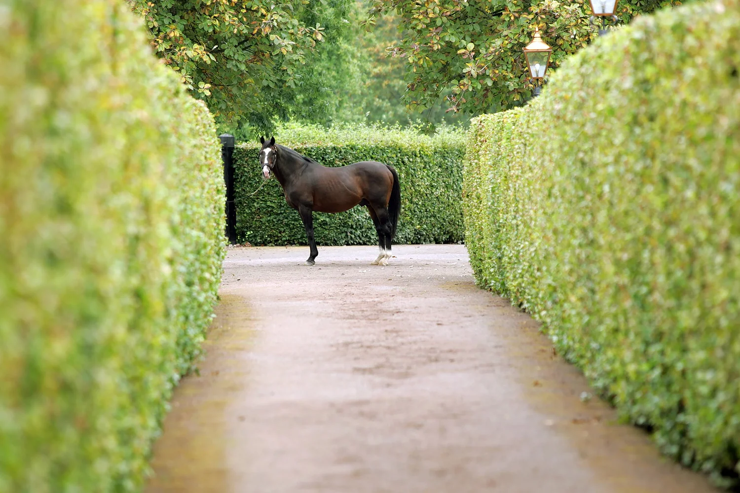 Dangers of inbreeding and the necessity to preserve sire lines in the ...
