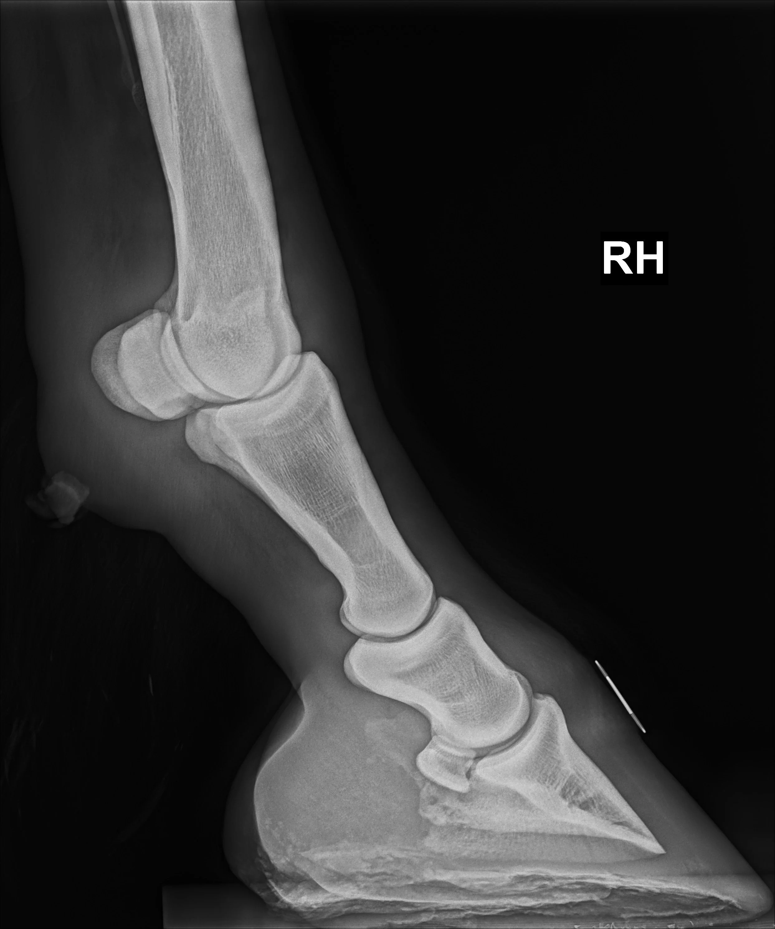 The value of good hoof balance and how to evaluate this alongside your ...