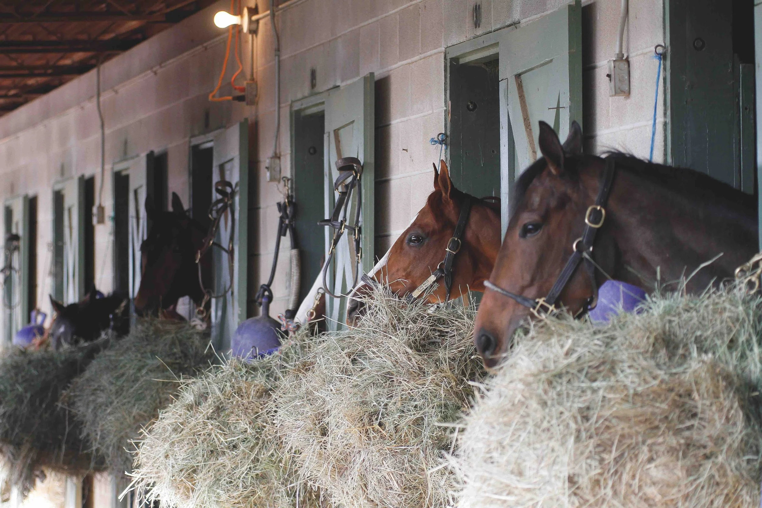 Alan F. Balch - Is this herd safe? | Trainer Magazine | North American ...
