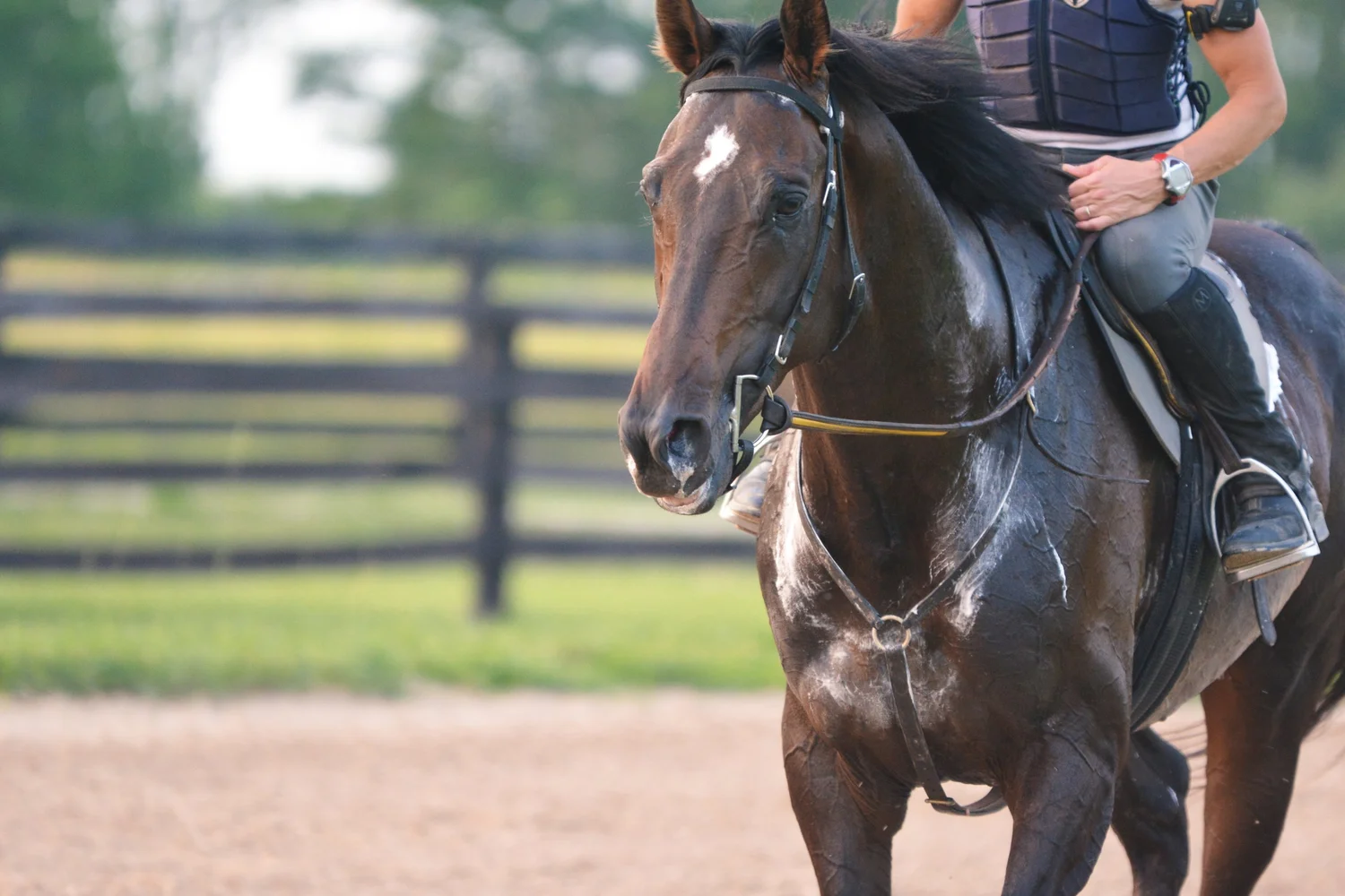 Thermoregulation in horses | Trainer Magazine | European Trainer ...
