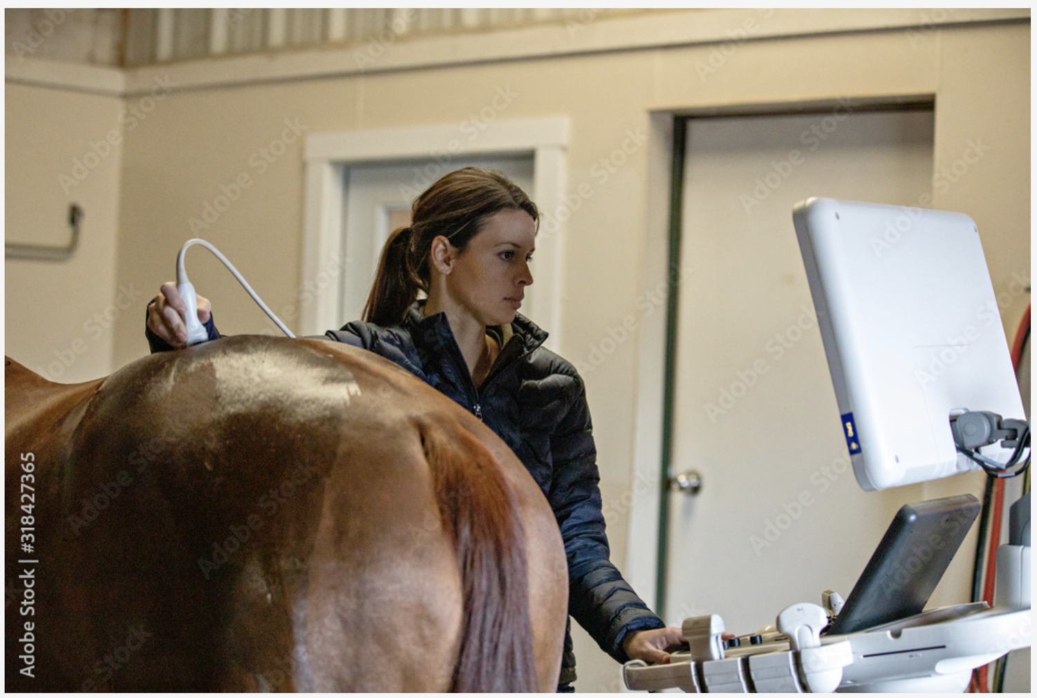 The Often Overlooked Equine Sacroiliac Joint | Trainer Magazine | North ...