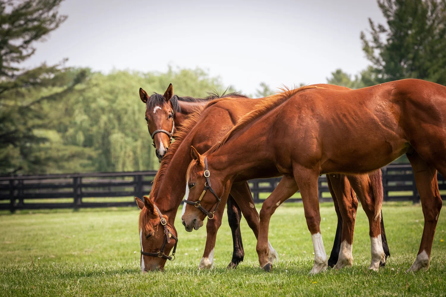 Dangers of inbreeding and the necessity to preserve sire lines in the ...