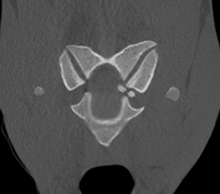 Equine Neck CT: Advancing diagnostic precision in racehorses | Trainer ...