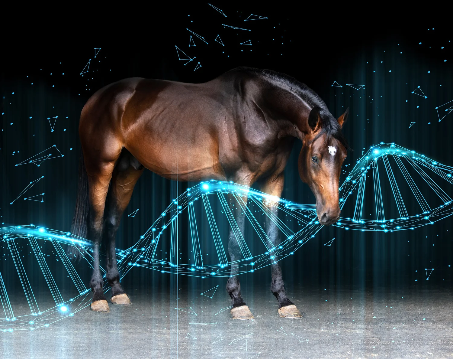 The Principles of Genetic Research and its Impact on the Thoroughbred ...