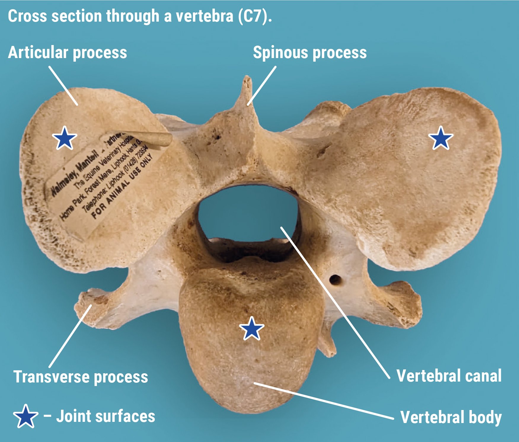 Equine Neck CT: Advancing diagnostic precision in racehorses | Trainer ...