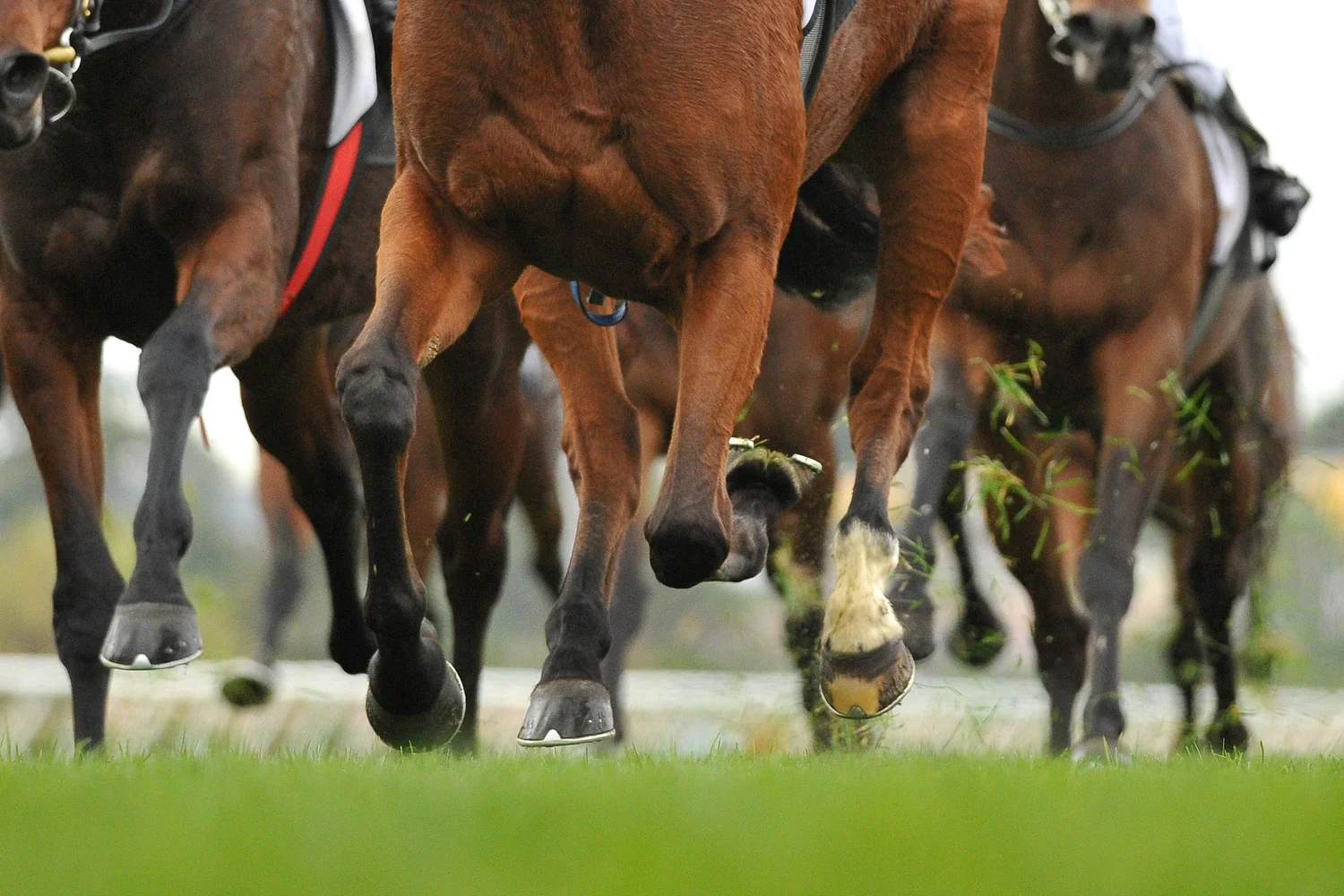 Is SDFT tendinopathy a “professional condition” in the jumping ...