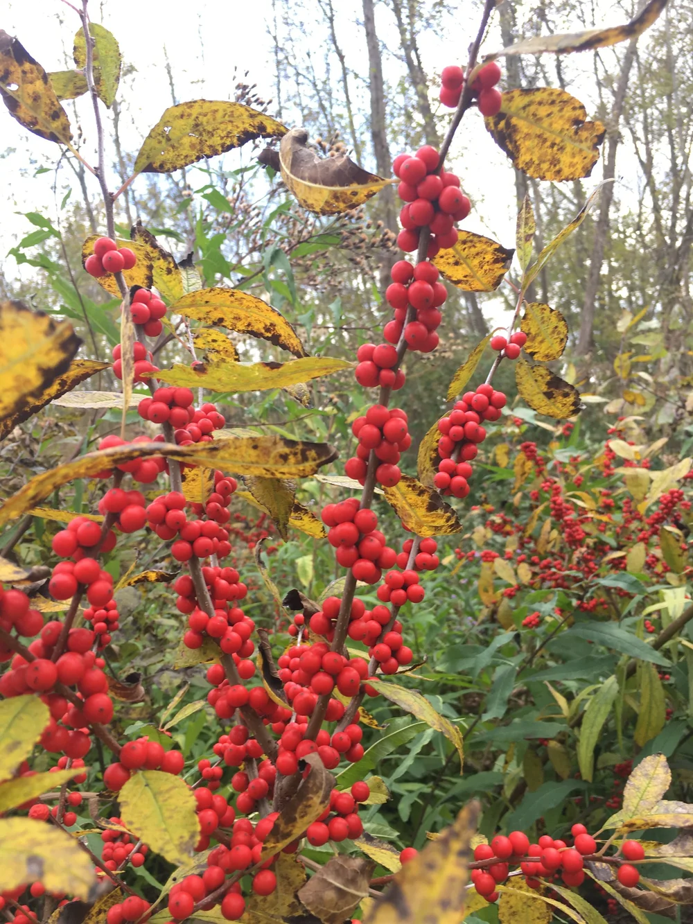 Zonolite Park — South Fork Conservancy