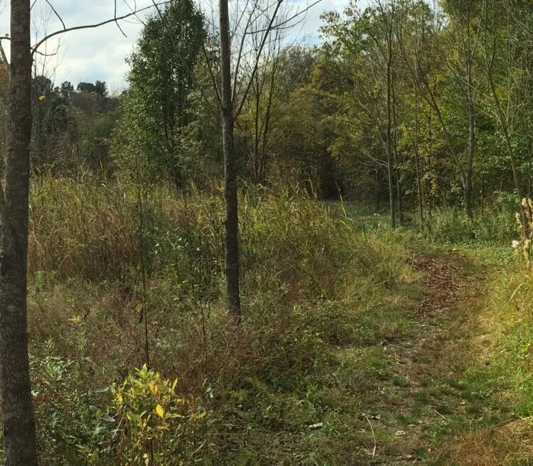 Meadow Loop Upgrade — South Fork Conservancy