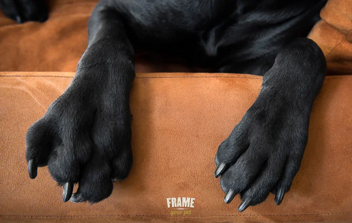 Are Doberman Feet Webbed