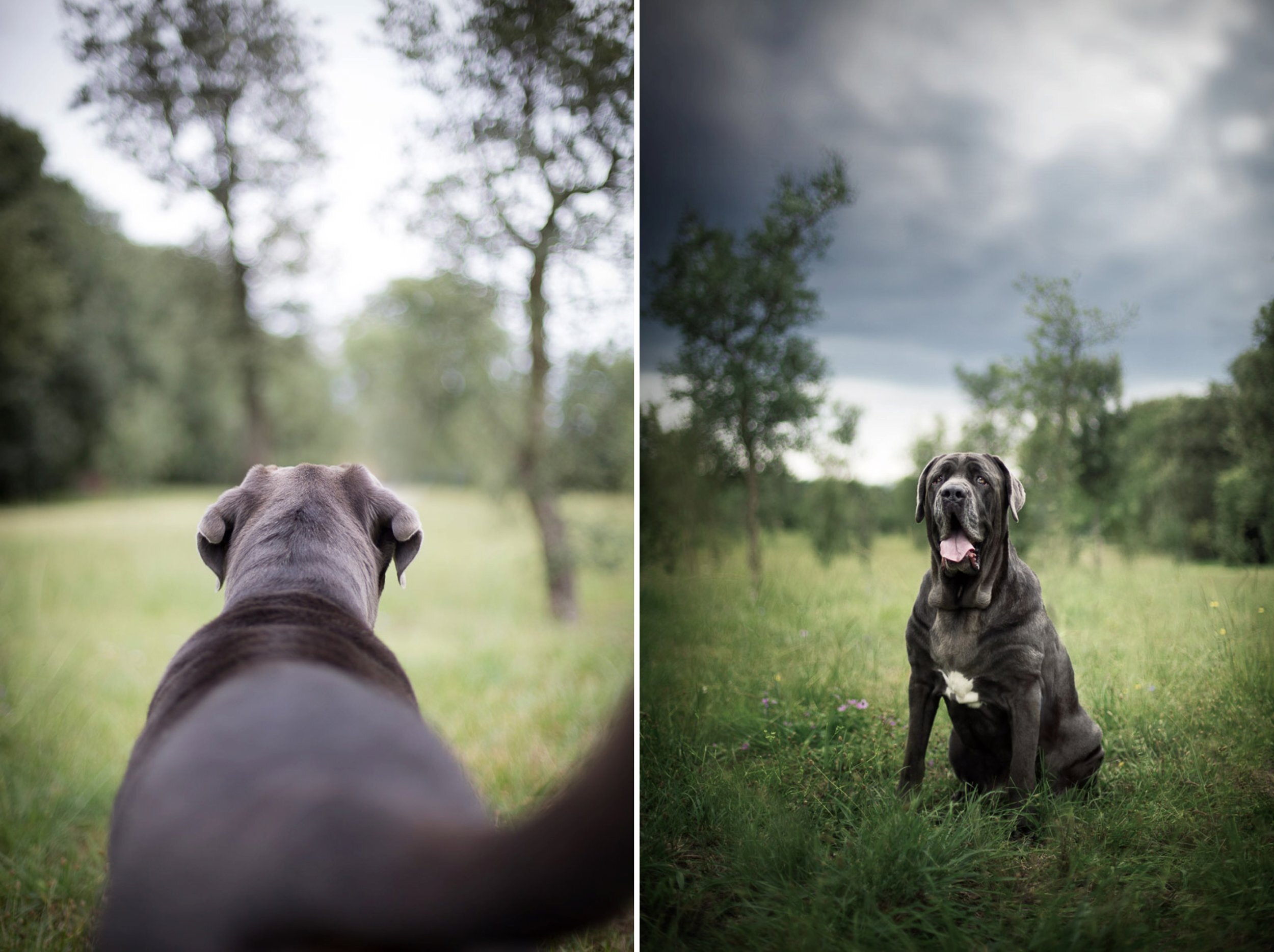 Neapolitan Bullmastiff