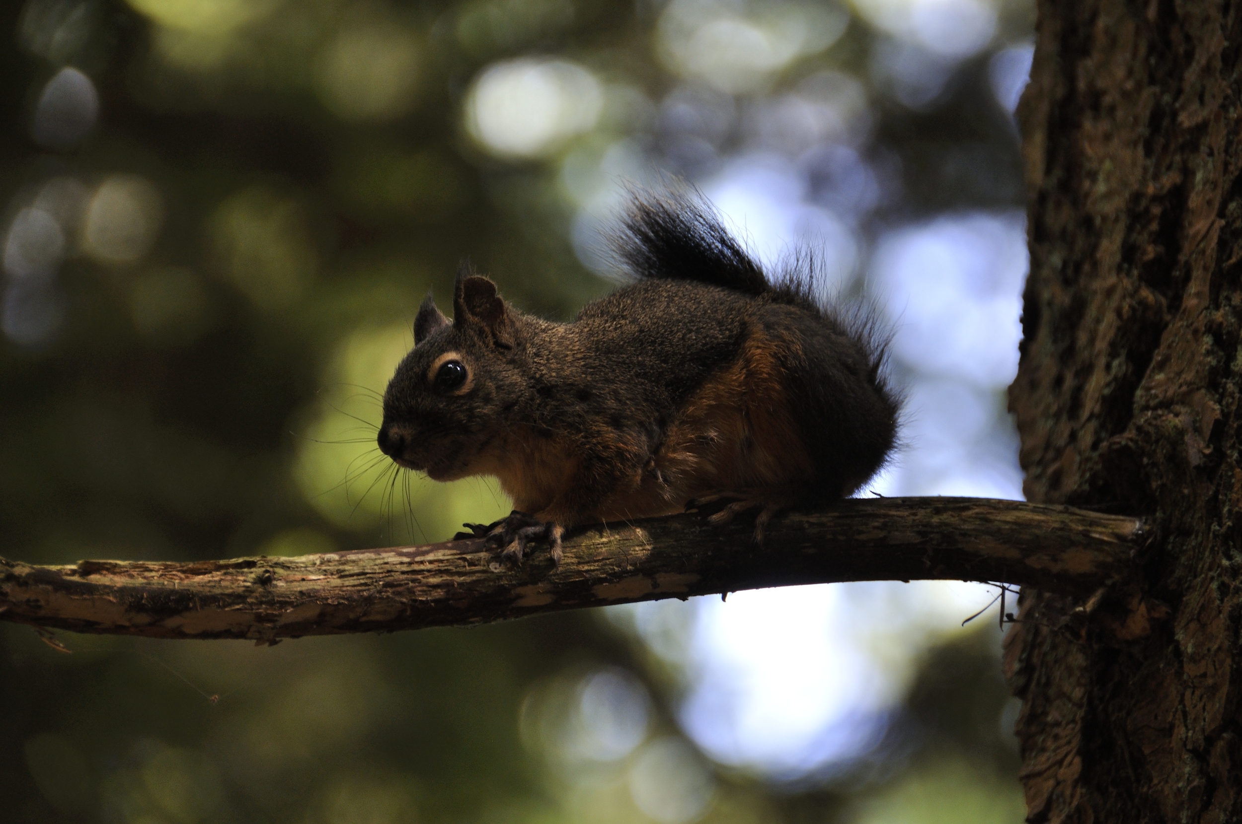 pine squirrel — Thendara's Blog — Thendara M Kida-Gee