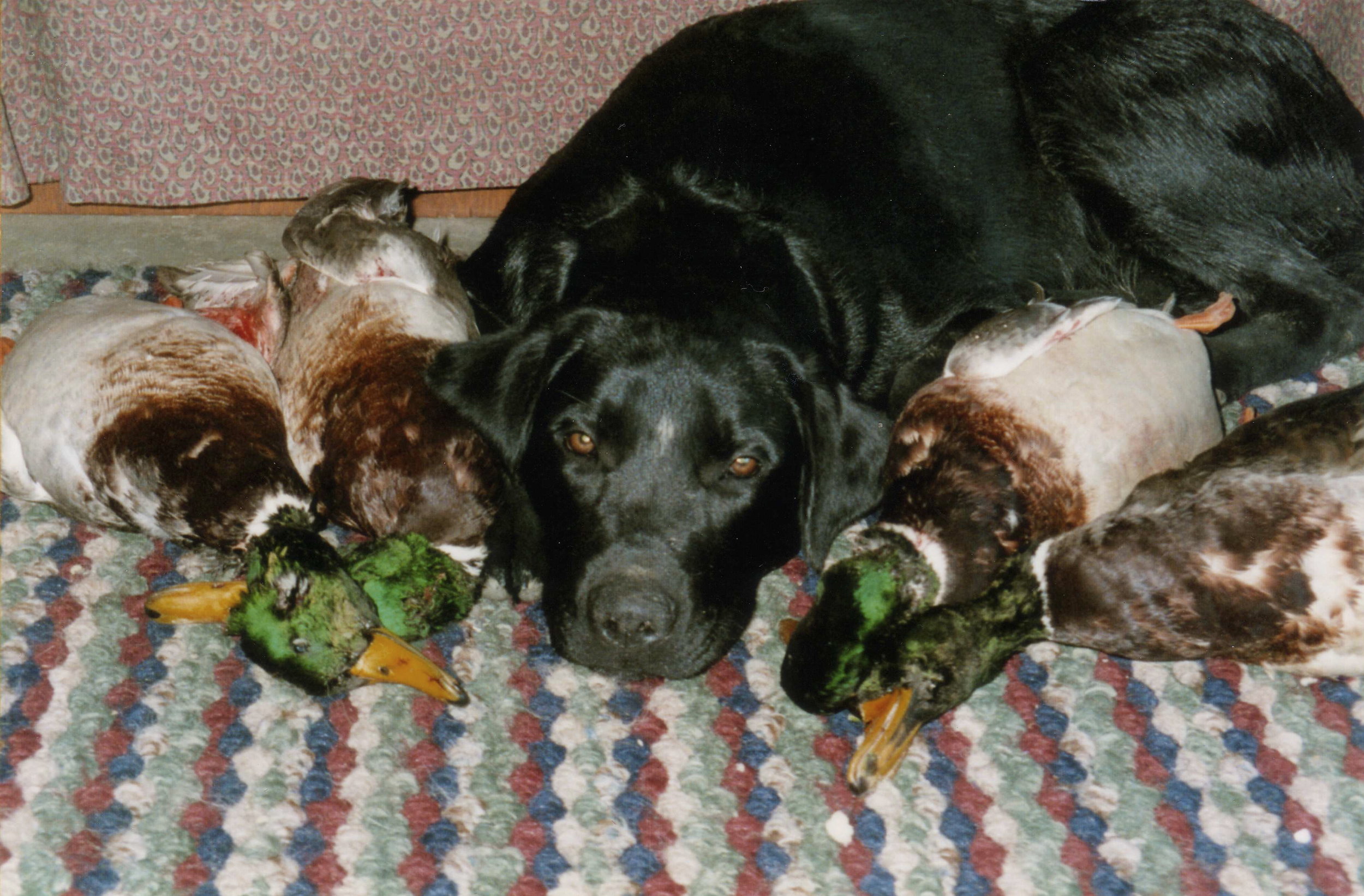 Patsy's obituary — Chaney Law Firm — Blog