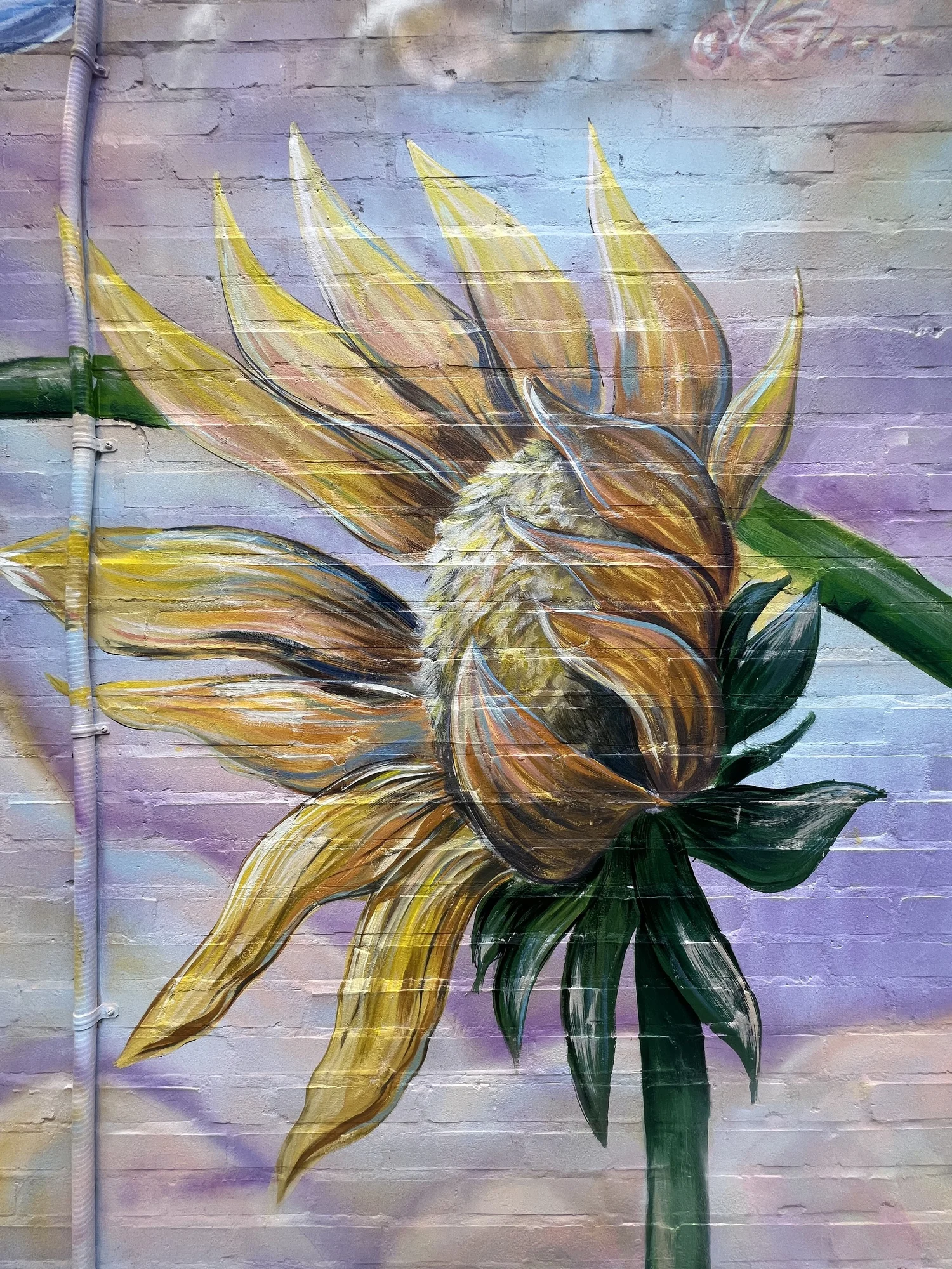 LIZA FISHBONE | Mural and Immersive Artist | Austin, TX