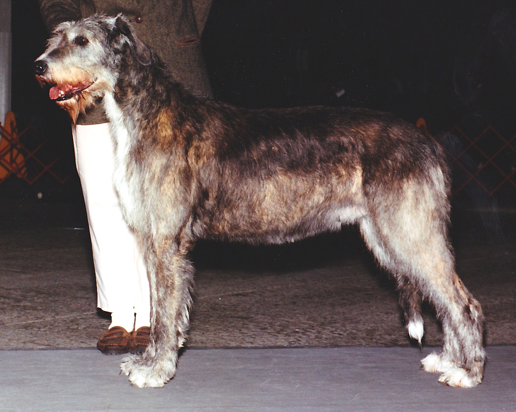 Ballyhara Scarlett — Ballyhara Irish Wolfhounds