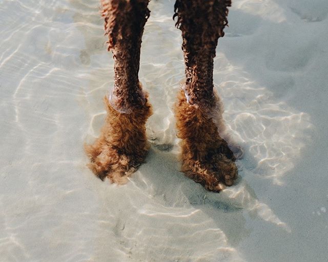 Ariel Simon