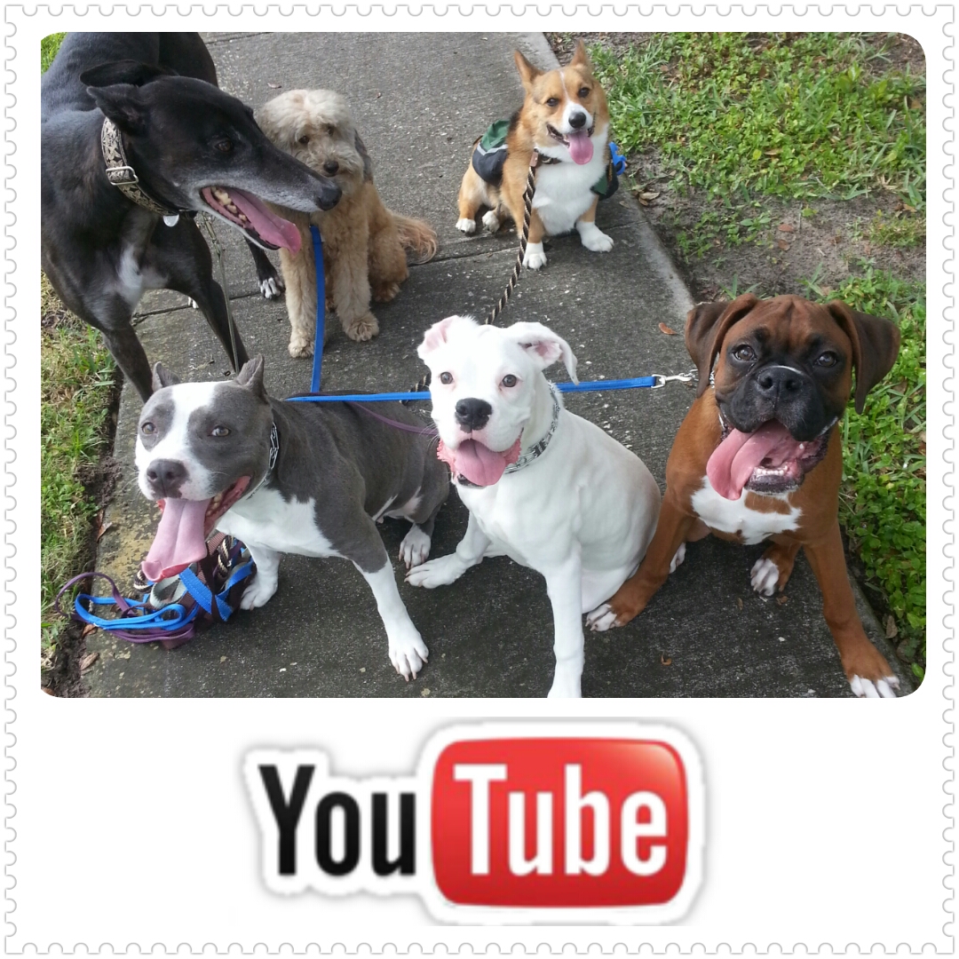 Orlando Florida Dog Training - Central FL Dog Trainer | Dog Obedience ...