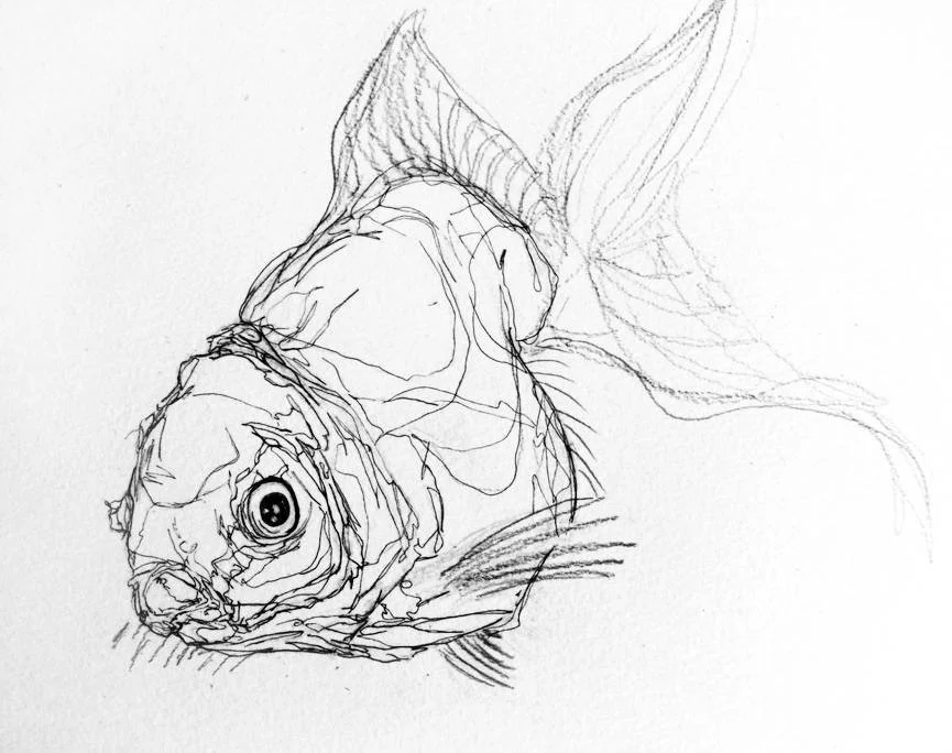 Quick Fish Studies — Oddkness