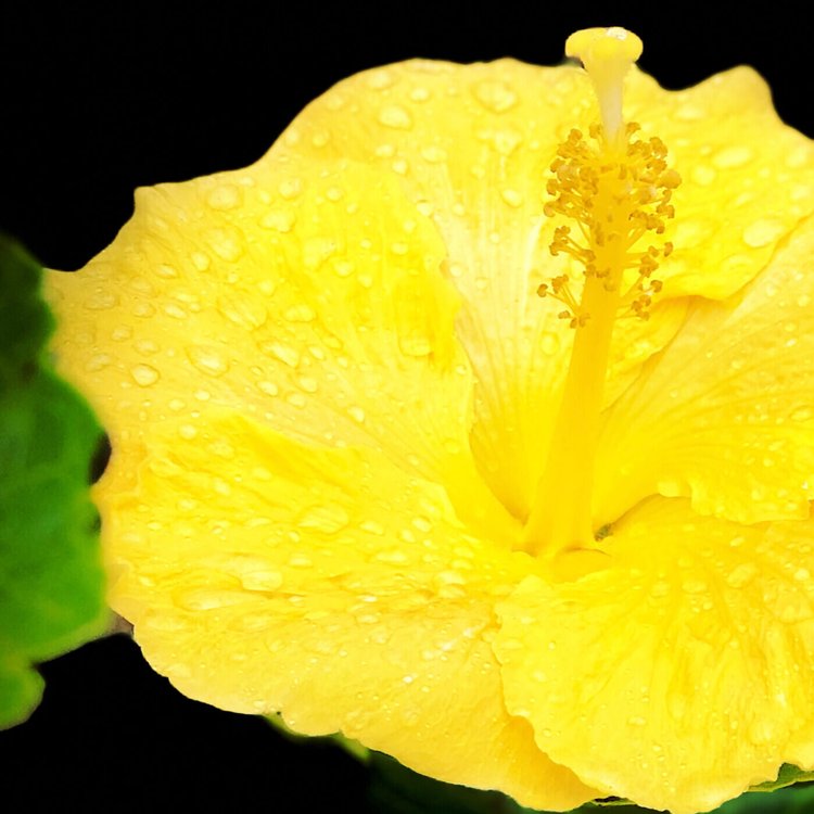 Kanoa Hawaii: The Best Source for Hawaiian Plants & Gifts