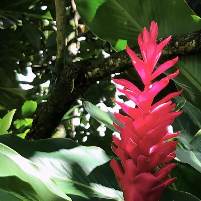 Best Hawaiian Plants from Kanoa Hawaii