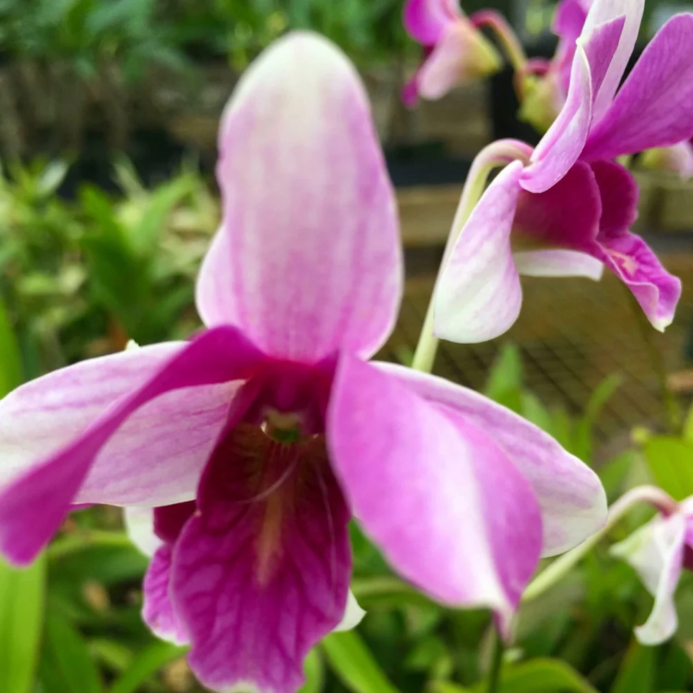 Kanoa Hawaii: The Best Source for Hawaiian Plants & Gifts
