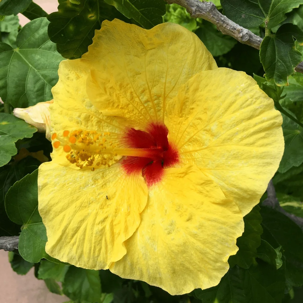 Yellow Hibiscus State Flower Of Hawaii | Best Flower Site