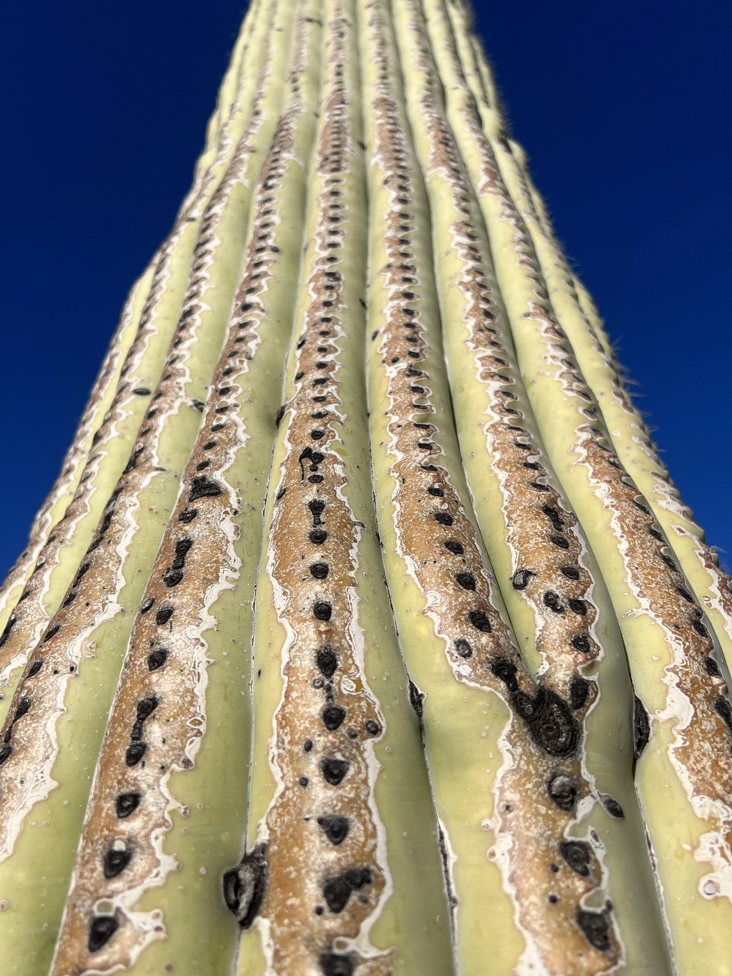 The Tucson Experience — Emily Chelsea Jewelry