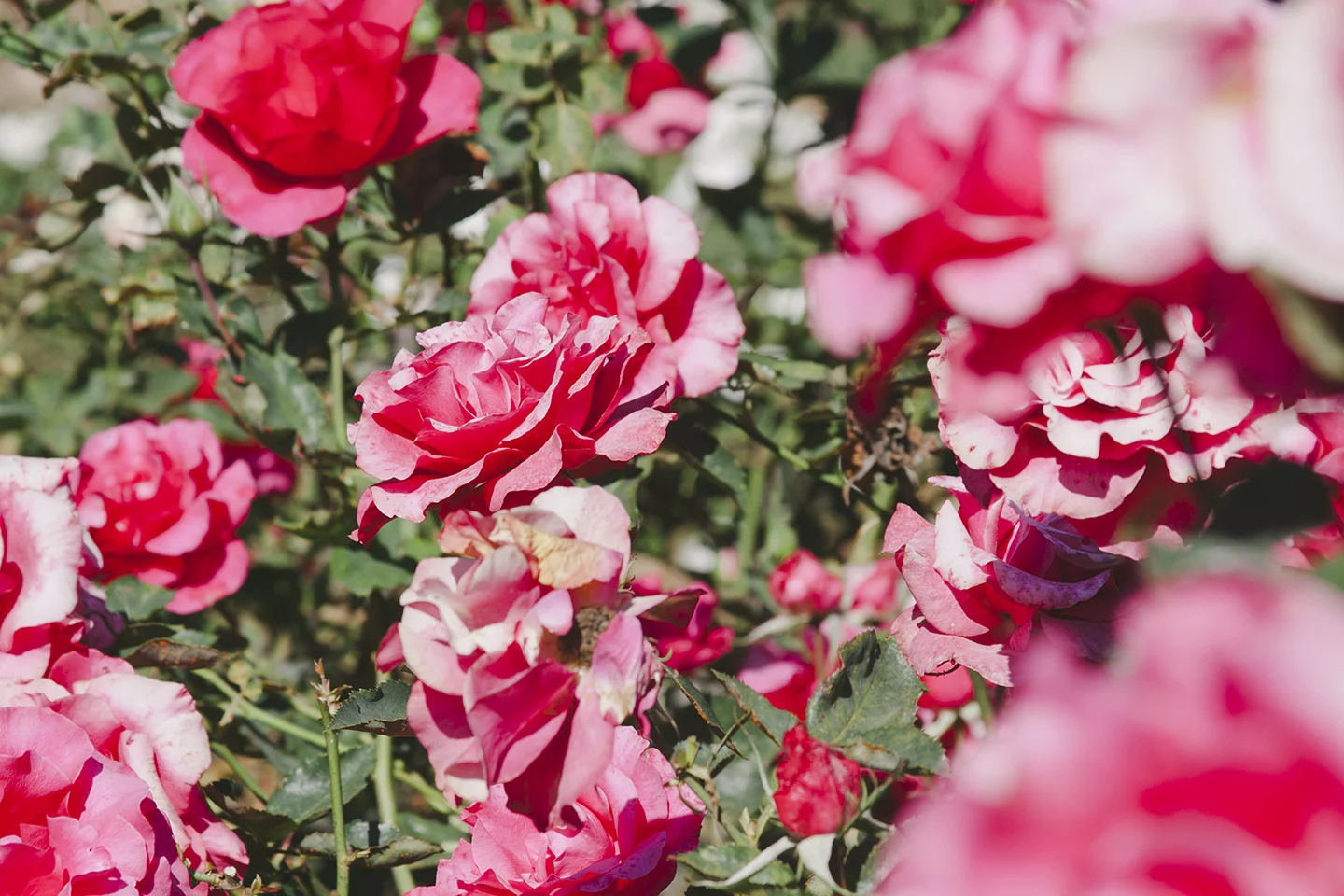 The Berkeley Rose Garden — Print Club Ltd.