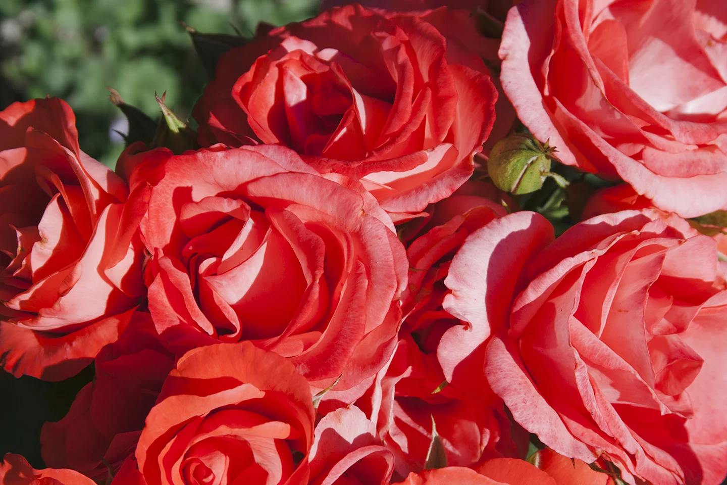 The Berkeley Rose Garden — Print Club Ltd.