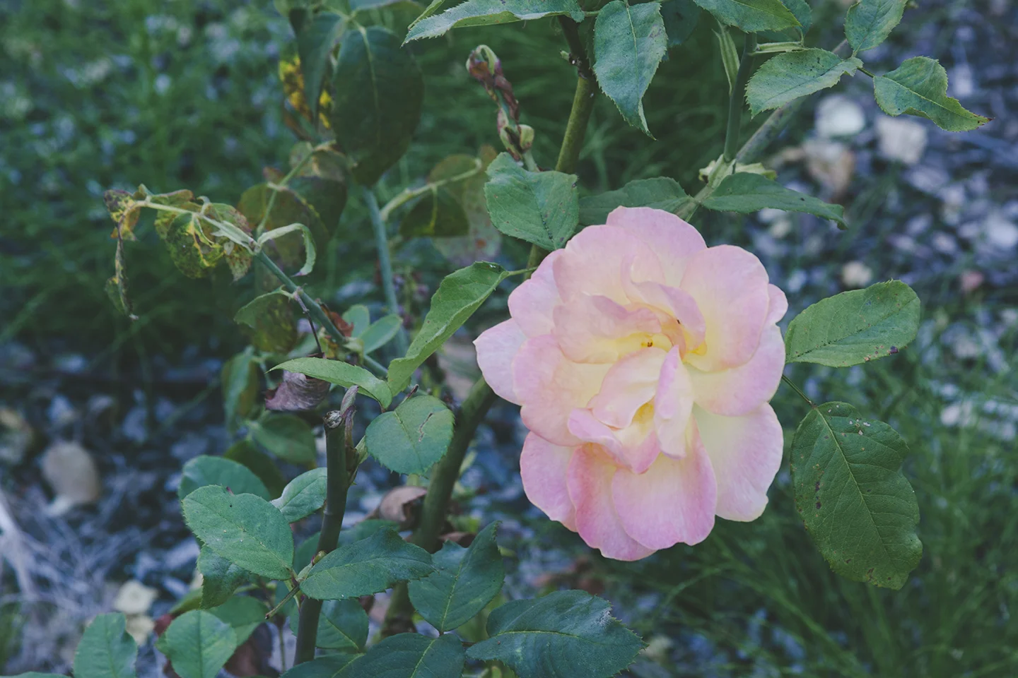 The Berkeley Rose Garden — Print Club Ltd.