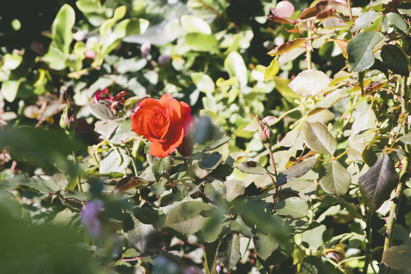 The Berkeley Rose Garden — Print Club Ltd.