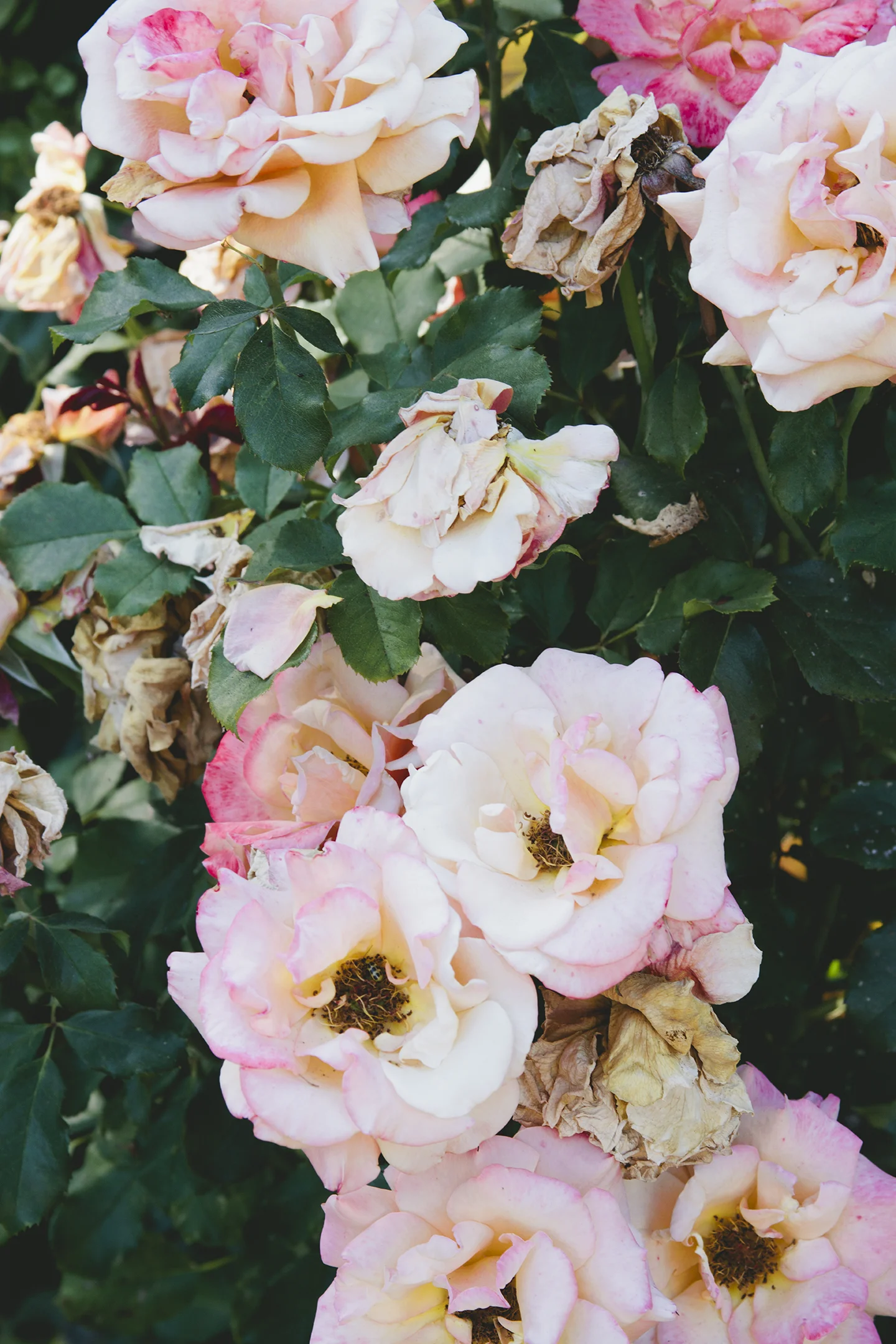 The Berkeley Rose Garden — Print Club Ltd.