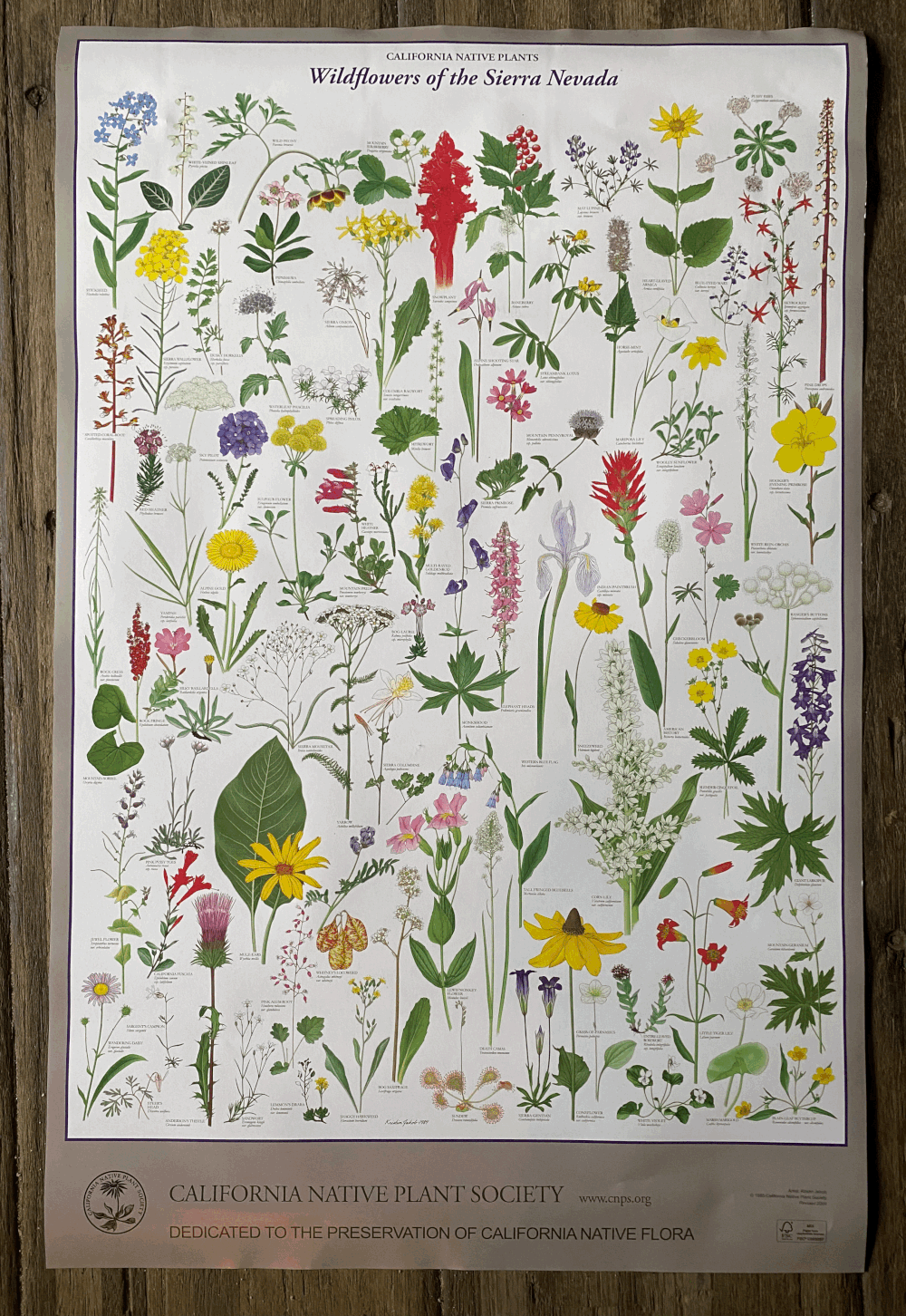 Southern California Native Plant Guide