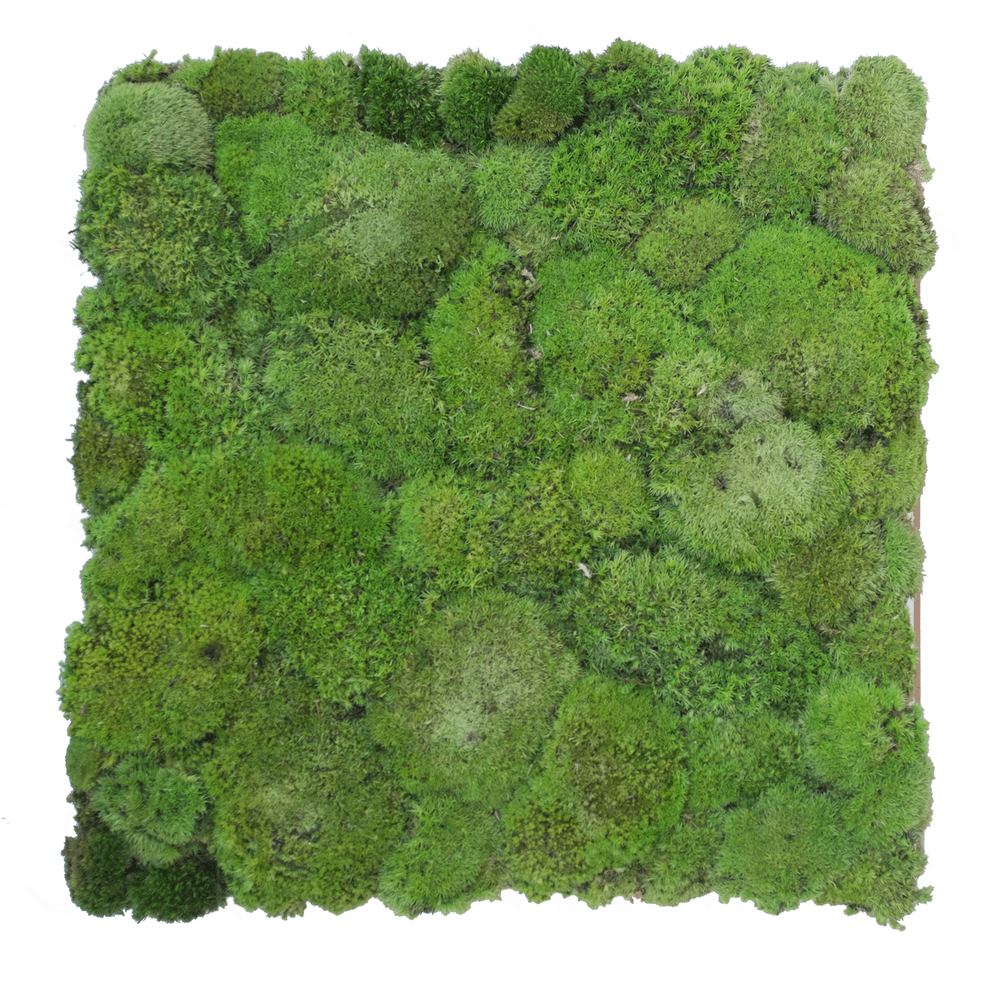 Moss walls — greenplants.co.uk