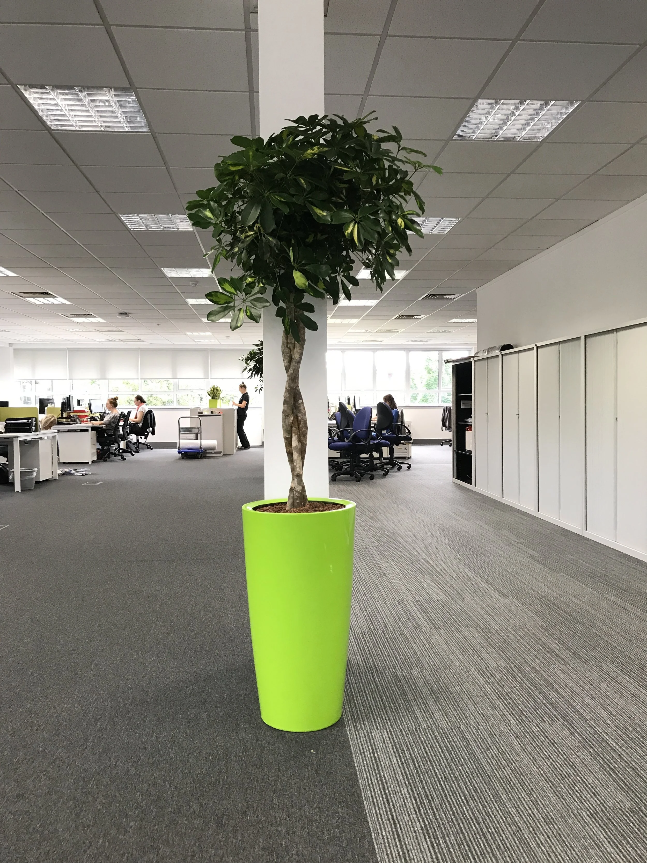 Plants — greenplants.co.uk