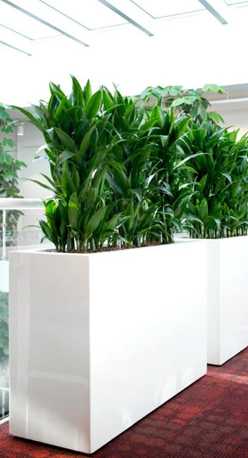 Office plants to buy or rent - live and artificial plant displays in ...