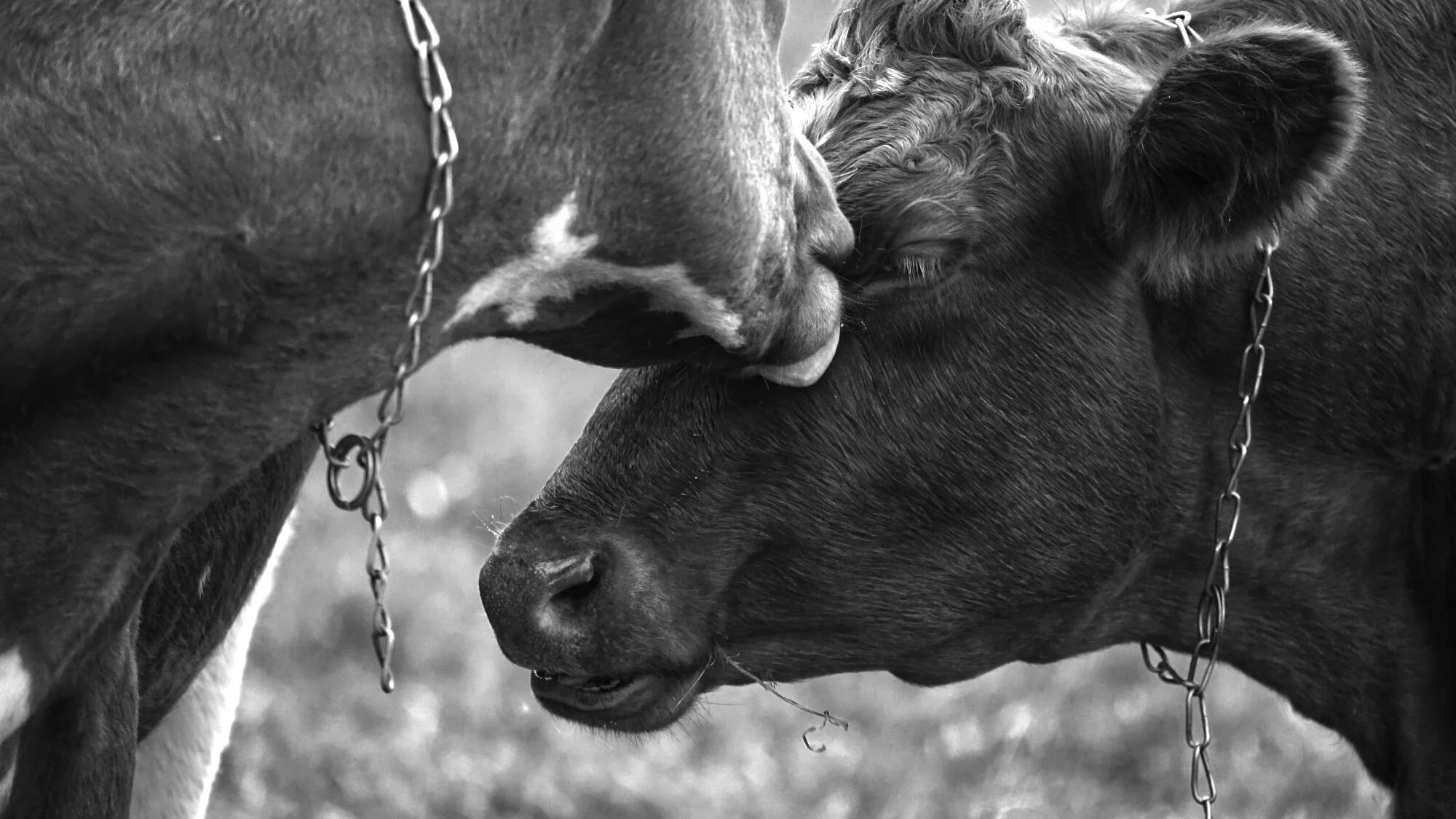 Farming small — Geoffrey Gevalt Telling Stories